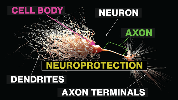 What is Neuroprotection? 5 Tips to Help Improve Neuronal Health – NESIS ...
